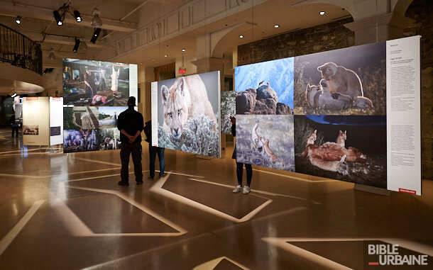 L'expo «World Press Photo Montréal 2019»: pour les amateurs d'art ...